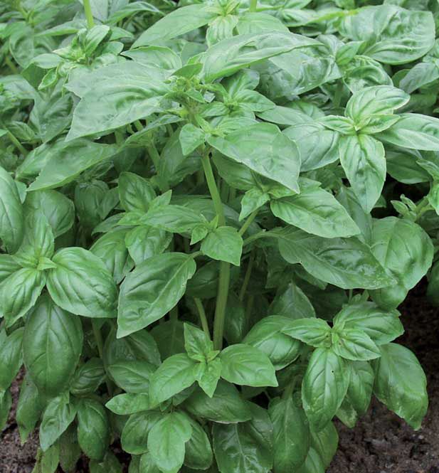 Basilic - Semences Conventionnelles | Voltz Maraîchage
