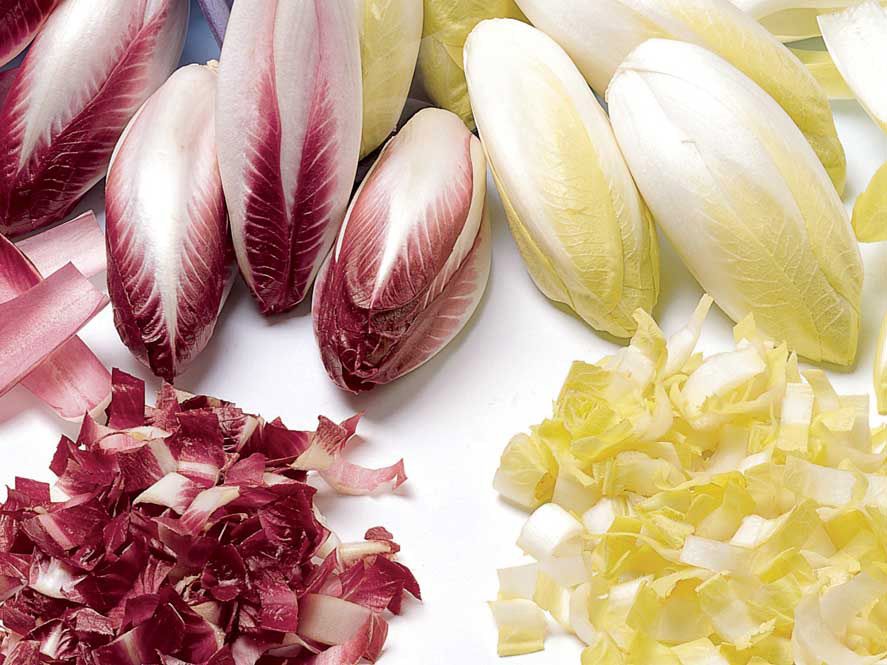Chicorée Witloof (Endive) - Semences Conventionnelles | Voltz Maraîchage