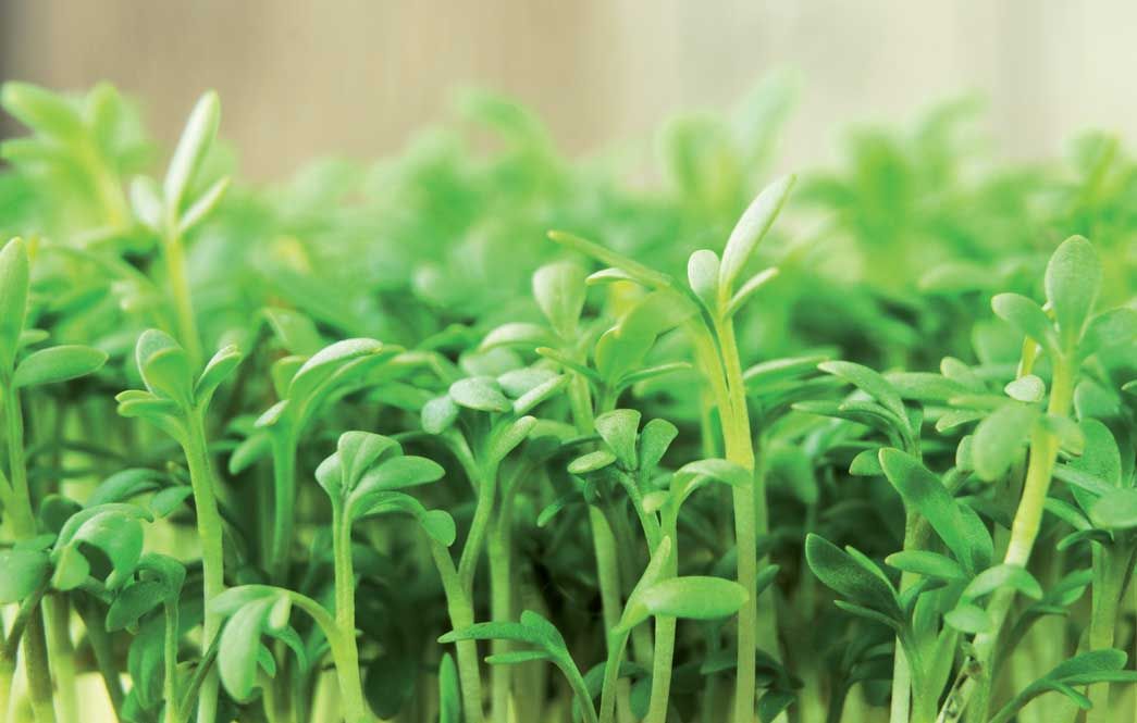 Cresson - Semences Conventionnelles | Voltz Maraîchage