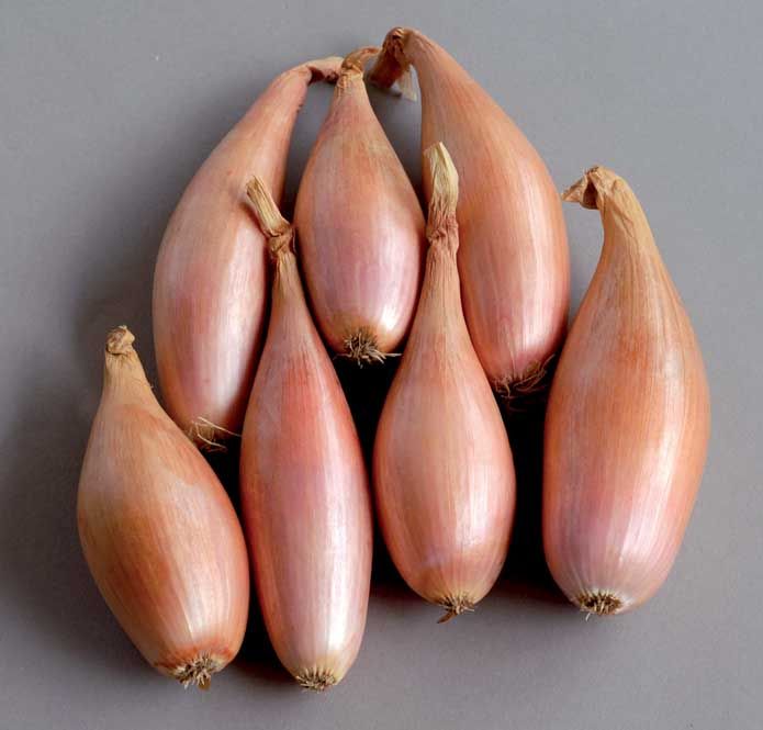 Echalion - Semences Conventionnelles | Voltz Maraîchage