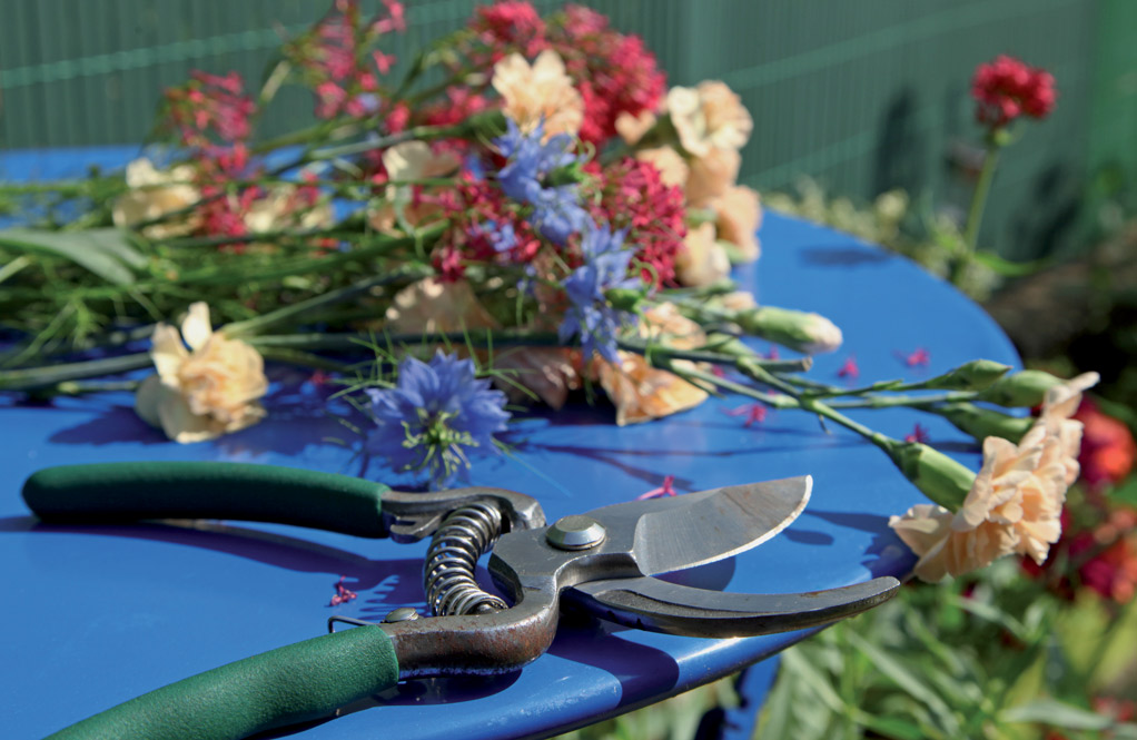 Fleurs A Couper - Semences Bio | Voltz Maraîchage