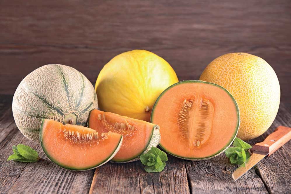 Melon - Semences Conventionnelles | Voltz Maraîchage