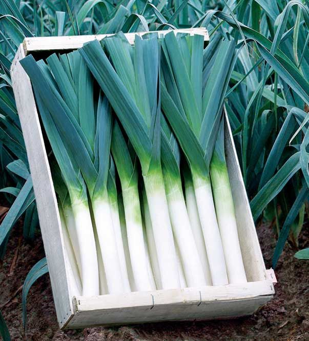 Poireau - Semences Bio | Voltz Maraîchage