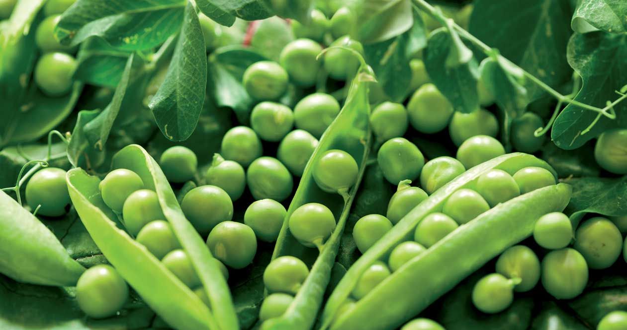 Pois - Semences Bio | Voltz Maraîchage