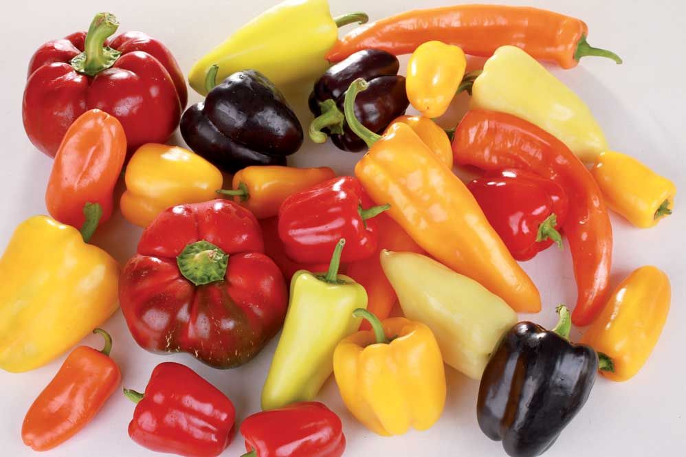 Poivron-Piment - Semences Conventionnelles | Voltz Maraîchage