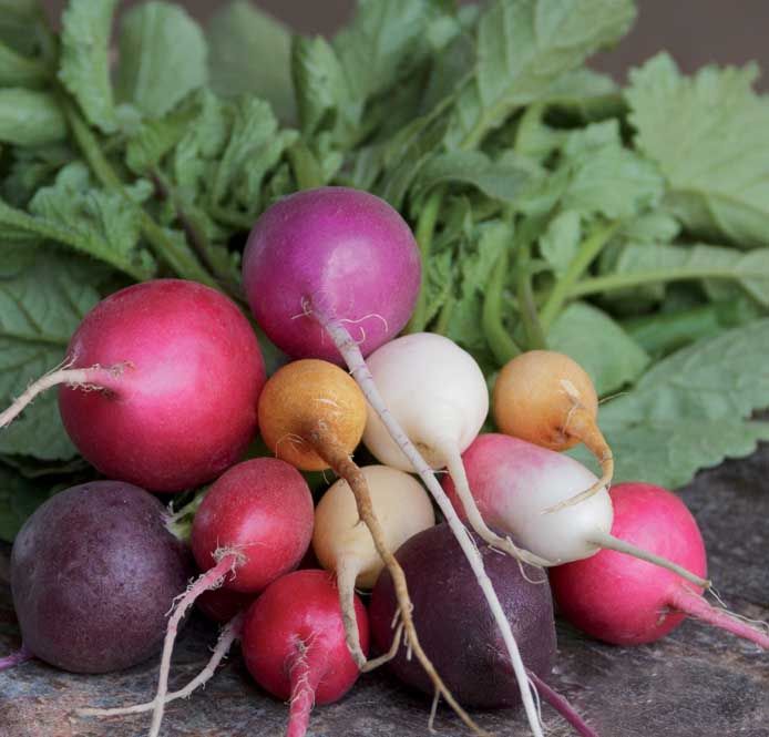 Radis Rond De Diversification - Semences Bio | Voltz Maraîchage