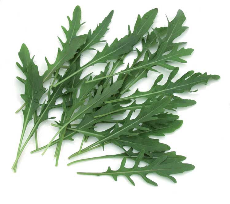 Roquette - Semences Bio | Voltz Maraîchage