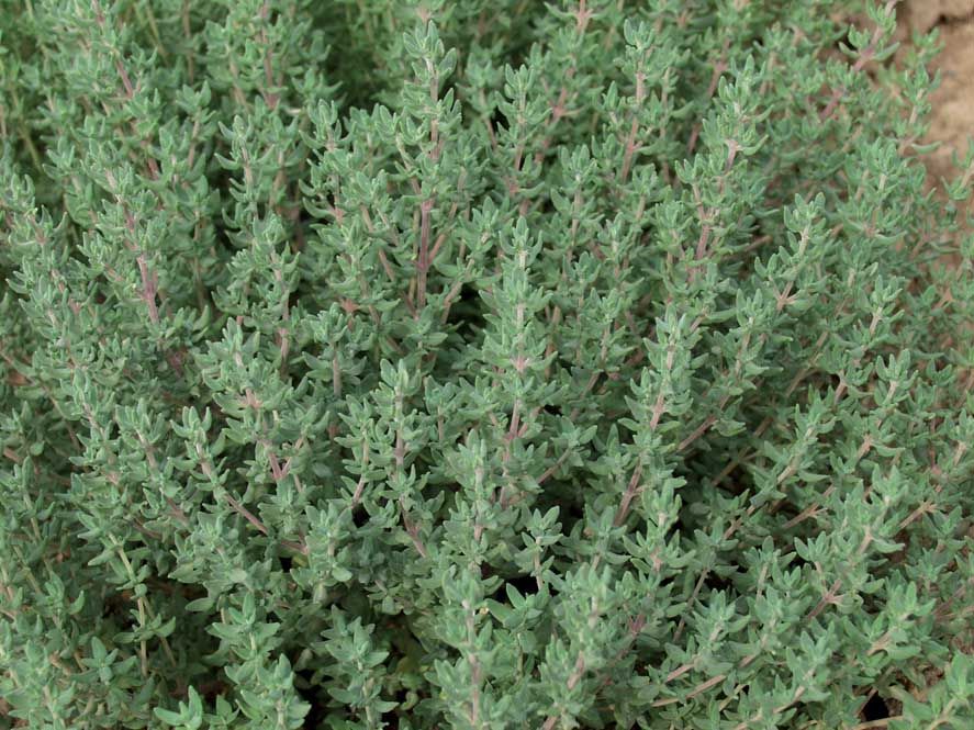 Thym - Semences Bio | Voltz Maraîchage