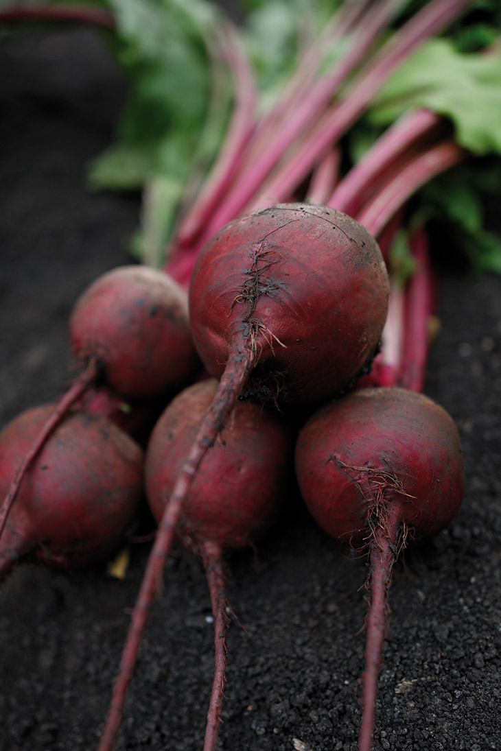 BETTERAVE POTAGÈRE AURORA F1 - Semences Conventionnelles | VOLTZ Maraîchage