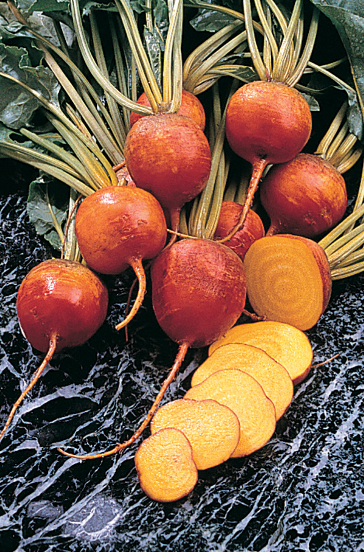 BETTERAVE BURPEES GOLDEN - Semences Conventionnelles | VOLTZ Maraîchage