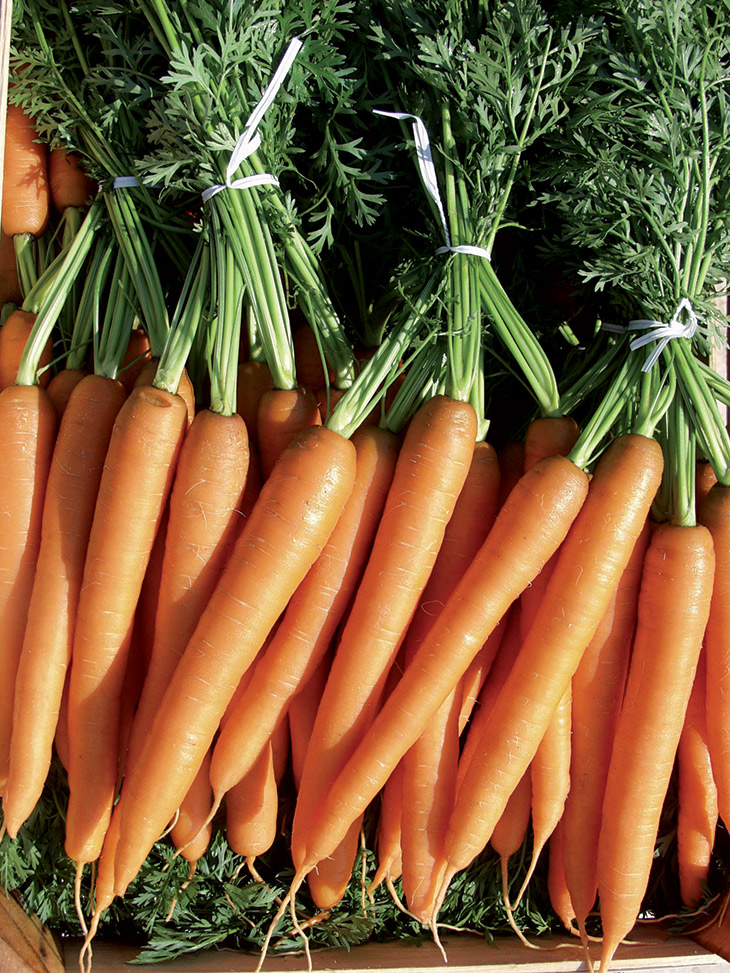 CAROTTE MERIDA F1 - Semences BIO | VOLTZ Maraîchage