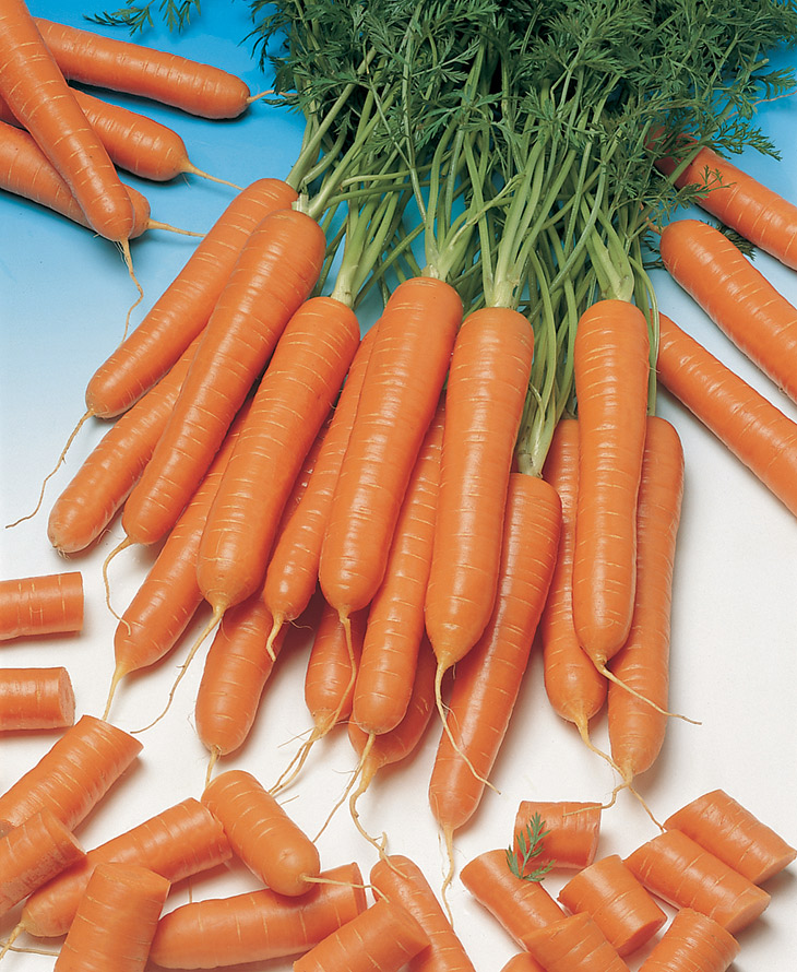 CAROTTE NAVAL F1 - Semences BIO | VOLTZ Maraîchage