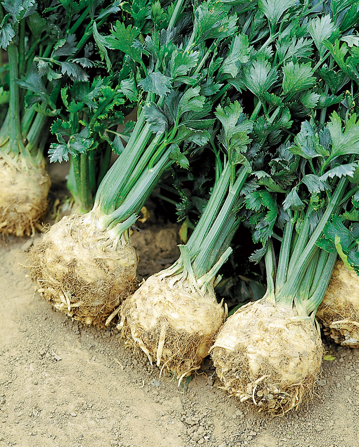 CÉLERI RAVE PRINZ - Semences BIO | VOLTZ Maraîchage