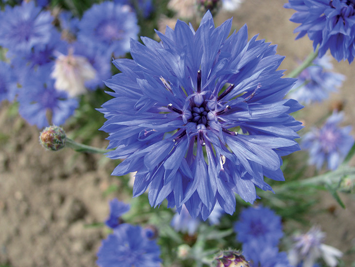 EDIBLE FLOWERS CORNFLOWER - ORGANIC SEEDS | VOLTZ Maraîchage