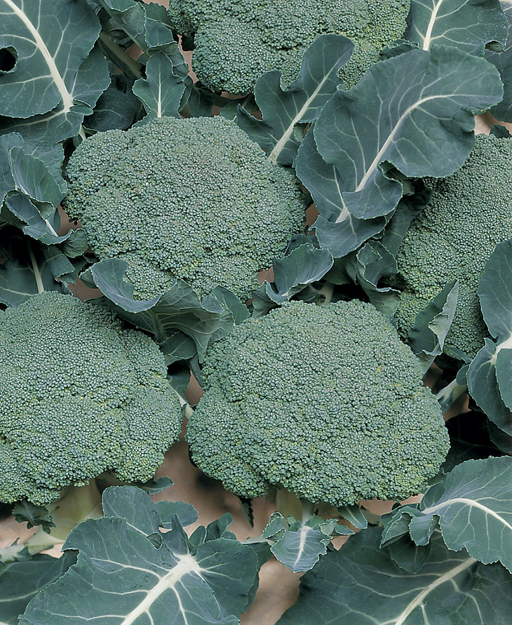 CHOU BELSTAR F1 - Semences BIO | VOLTZ Maraîchage