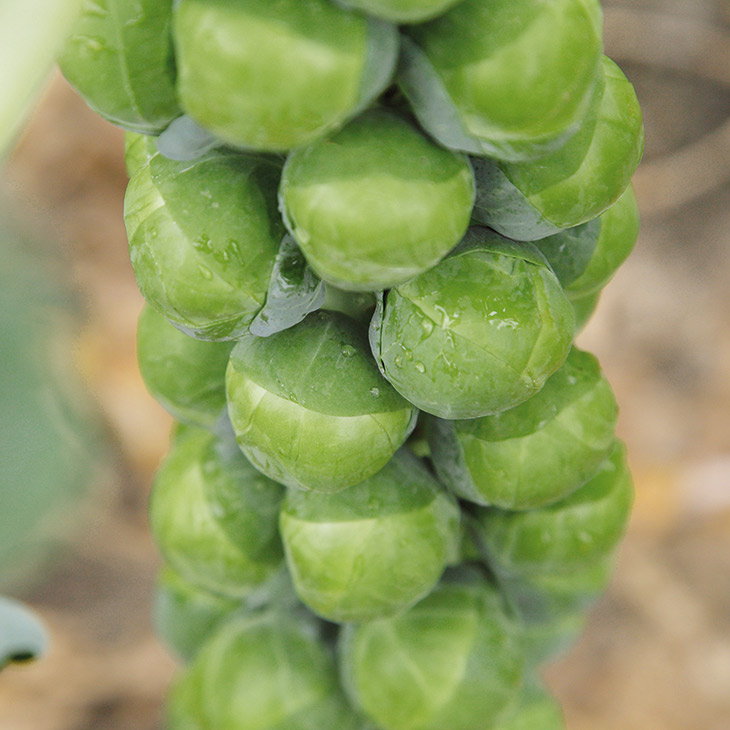 CHOU MARTINUS F1 - Semences Conventionnelles | VOLTZ Maraîchage