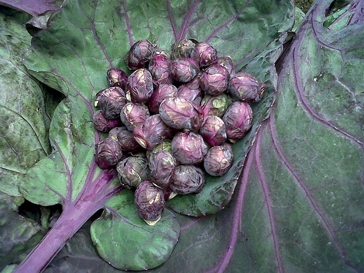 KOHL RED BULL - KONVENTIONELLES SAATGUT | VOLTZ Maraîchage