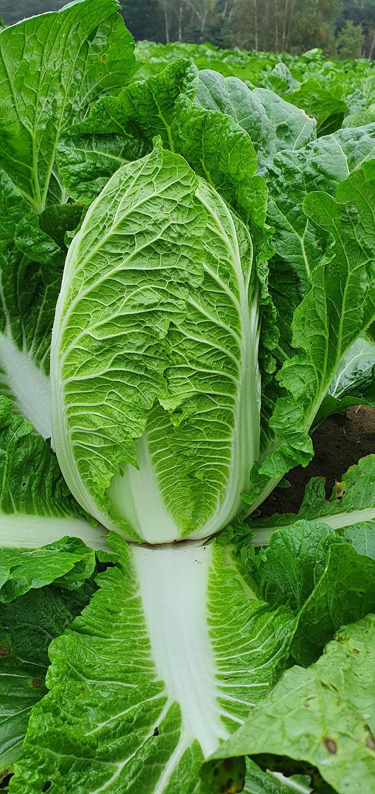 KOHL MARRIO F1 - KONVENTIONELLES SAATGUT | VOLTZ Profi