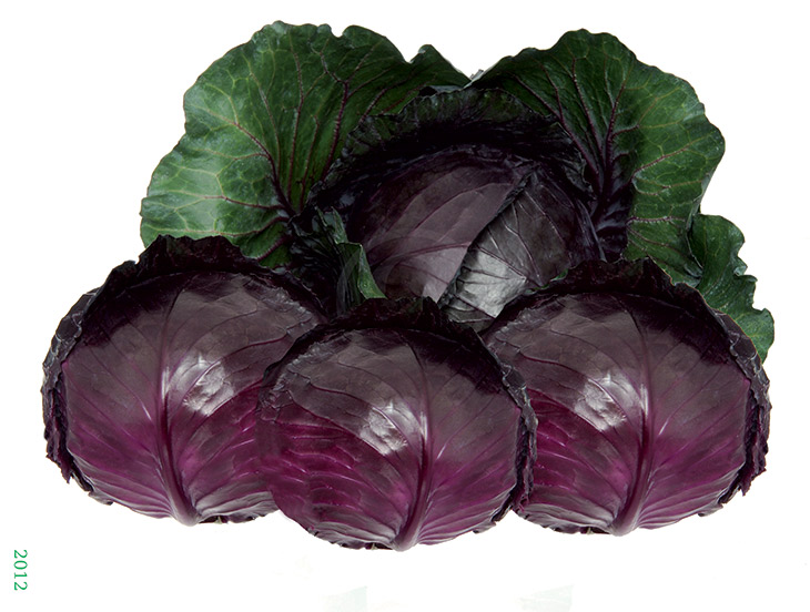 CHOU RED JEWEL F1 - Semences Conventionnelles | VOLTZ Maraîchage