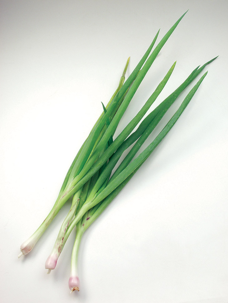 CIBOULE / OIGNON BUNCHING PARADE - Semences BIO | VOLTZ Maraîchage