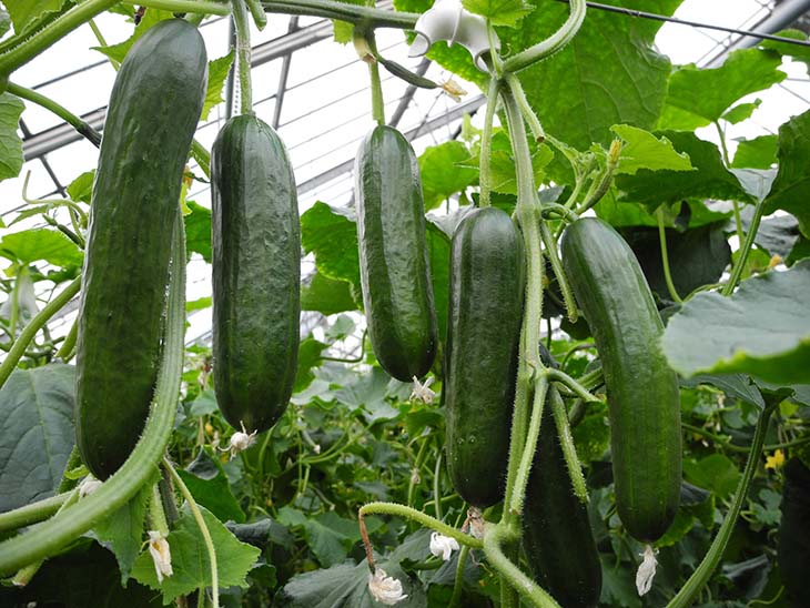 GURKE BETTANIS F1 - KONVENTIONELLES SAATGUT | VOLTZ Maraîchage