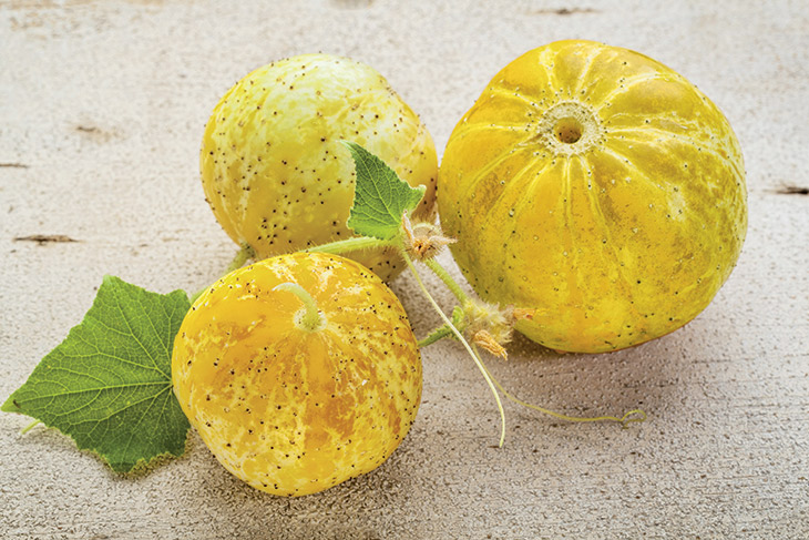 CONCOMBRE LEMON - Semences Conventionnelles | VOLTZ Maraîchage