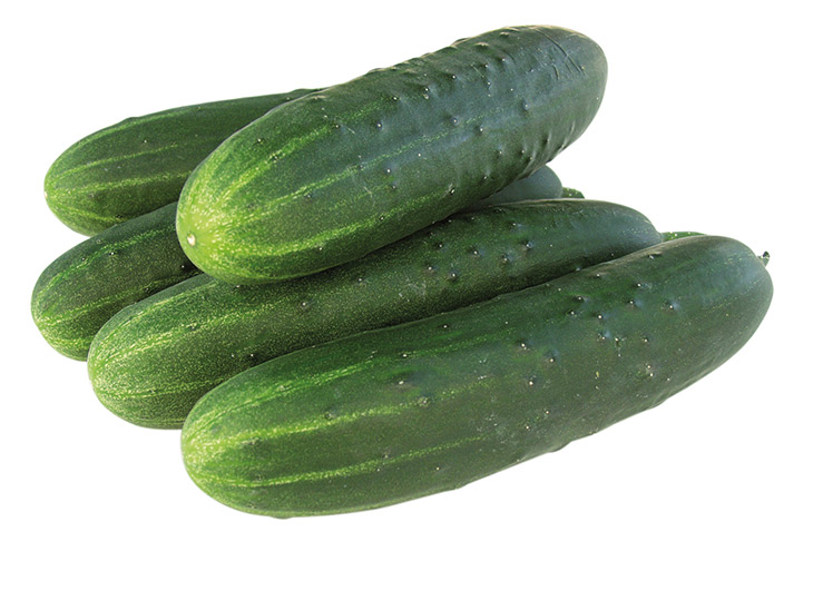 GURKE SWING F1 - KONVENTIONELLES SAATGUT | VOLTZ Profi