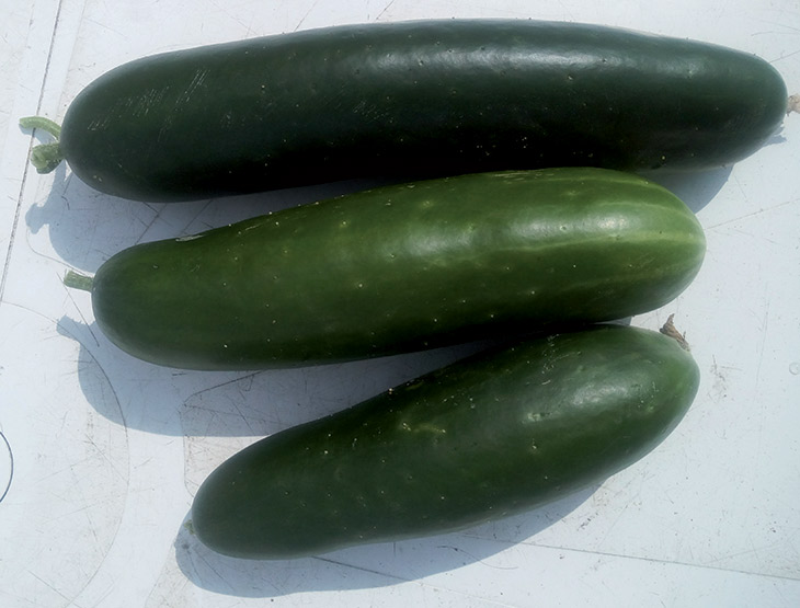 CONCOMBRE VERT LONG MARAICHER - Semences BIO | VOLTZ Maraîchage