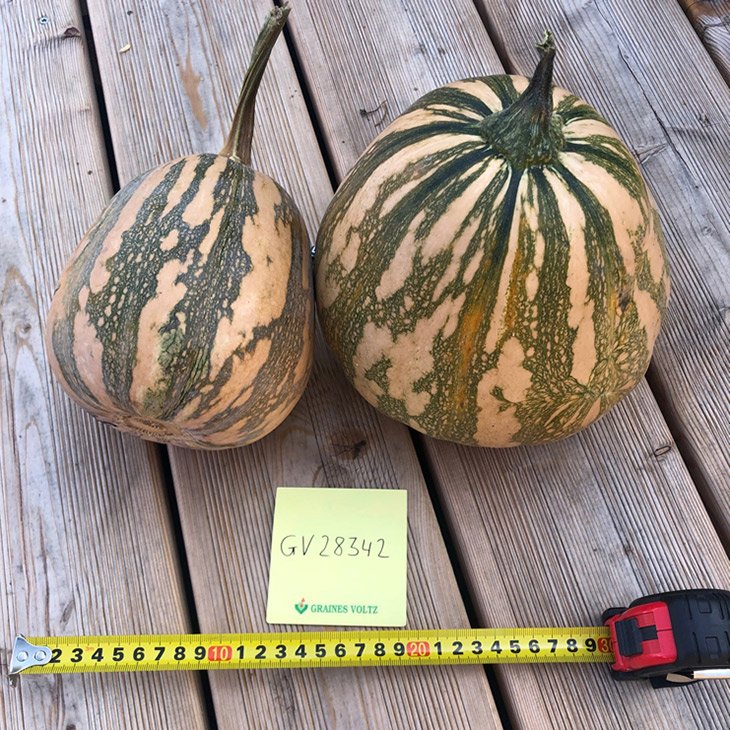 COURGE COMESTIBLE ALIZE® F1 - Semences Conventionnelles | VOLTZ Maraîchage