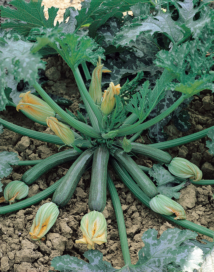 COURGETTE AQUILONE F1 - Semences Conventionnelles | VOLTZ Maraîchage