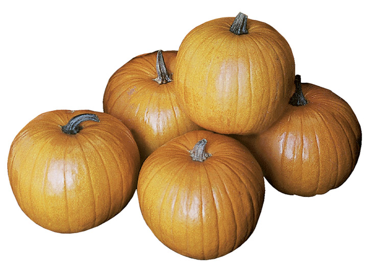 COURGE DÉCORATIVE ASPEN F1 - Semences Conventionnelles | VOLTZ Maraîchage