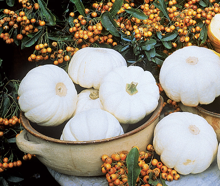 COURGE COMESTIBLE BABY BOO - Semences BIO | VOLTZ Maraîchage