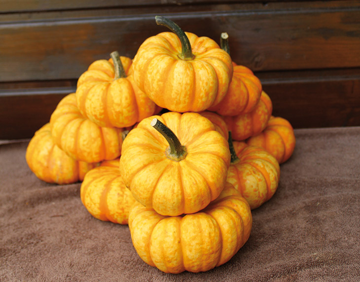 COURGE COMESTIBLE SAM BICOLOR - Semences BIO | VOLTZ Maraîchage