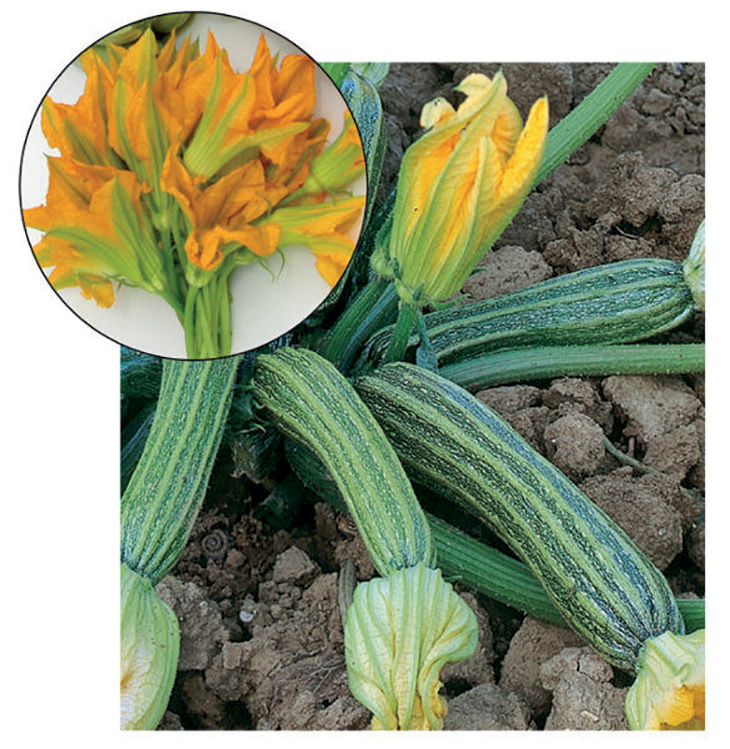 COURGETTE FLAMINIO F1 - CONVENTIONAL SEEDS | VOLTZ Maraîchage