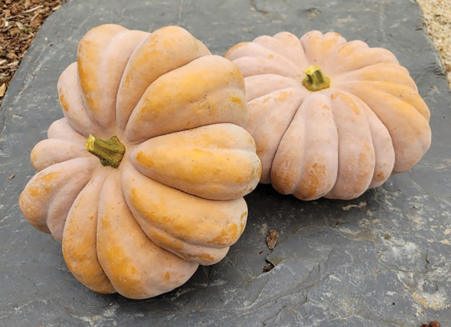 COURGE COMESTIBLE SENANQUE F1 - Semences Conventionnelles | VOLTZ ...