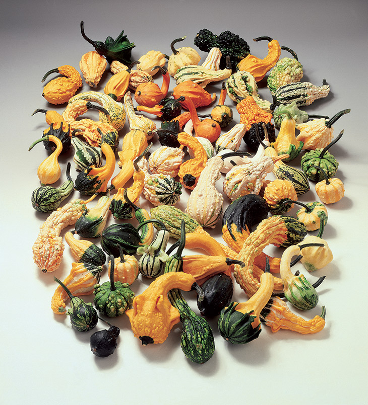 COURGE DÉCORATIVE INDIAN MIX - Semences Conventionnelles | VOLTZ Maraîchage