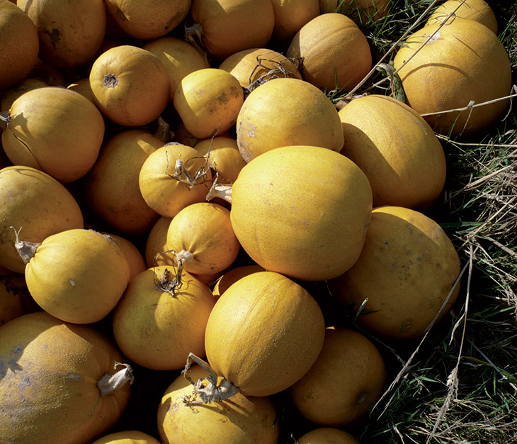 COURGE COMESTIBLE MELONNETTE JASPEE DE VENDEE - Semences BIO | VOLTZ ...