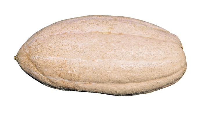 COURGE COMESTIBLE PINK BANANA JUMBO - Semences BIO | VOLTZ Maraîchage