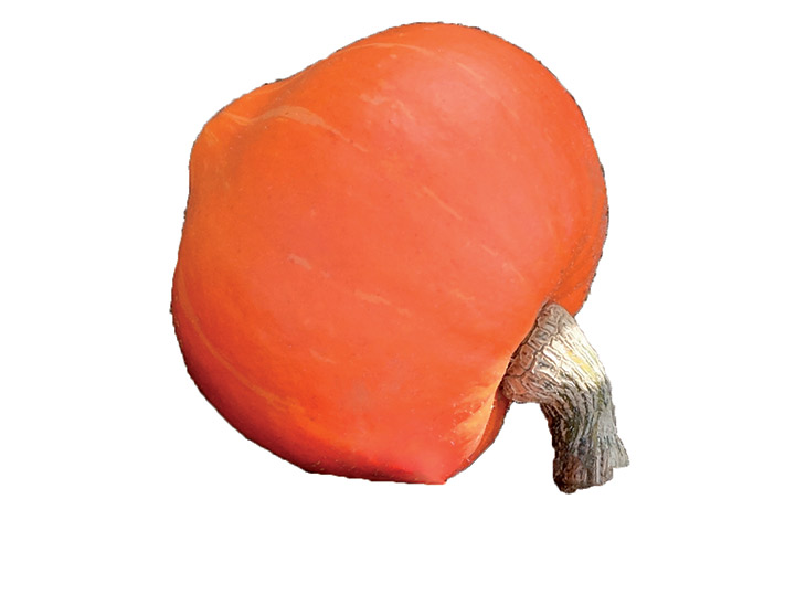 COURGE COMESTIBLE AMORO F1 - Semences BIO | VOLTZ Maraîchage