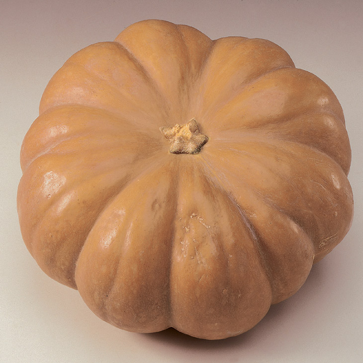 COURGE COMESTIBLE MUSQUEE DE PROVENCE - Semences Conventionnelles ...