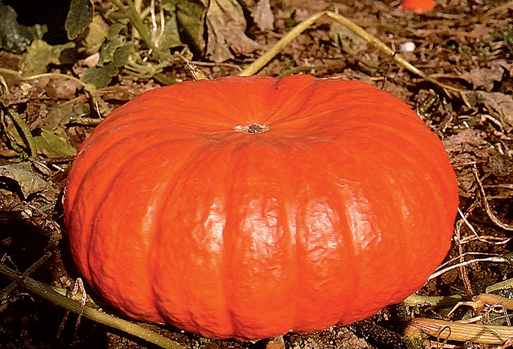 COURGE COMESTIBLE ROUGE VIF D' ETAMPES - Semences Conventionnelles ...