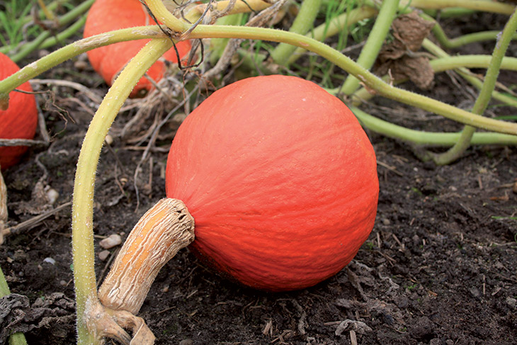 COURGE COMESTIBLE SOLOR - Semences BIO | VOLTZ Maraîchage