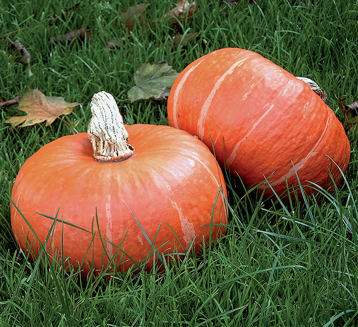 COURGE COMESTIBLE SUNSHINE F1 - Semences BIO | VOLTZ Maraîchage