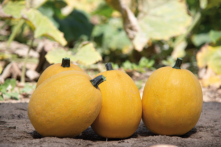 COURGE COMESTIBLE ALDENTE F1 - Semences Conventionnelles | VOLTZ Maraîchage