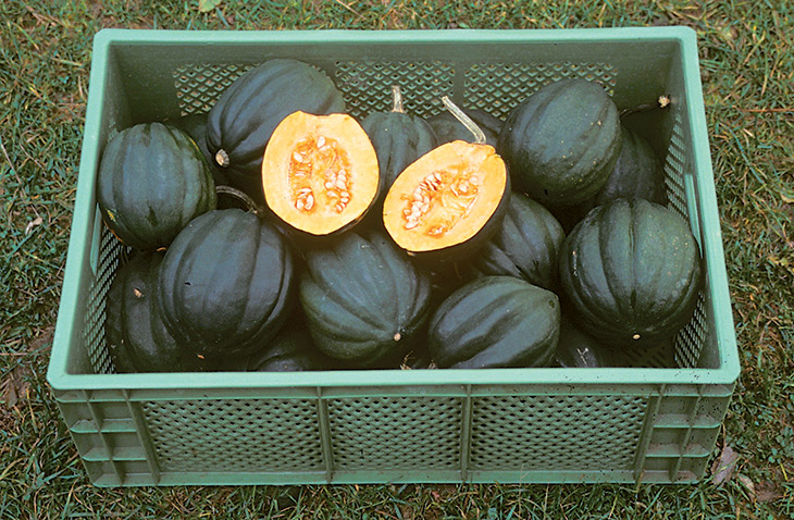 COURGE COMESTIBLE TABLE QUEEN - Semences BIO | VOLTZ Maraîchage