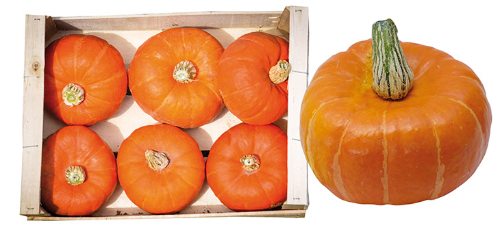 COURGE COMESTIBLE MARMITO® F1 (GV 52033) - Semences Conventionnelles ...