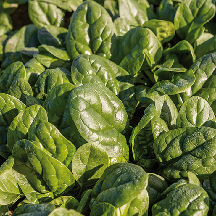 SPINAT MAGNETIC F1 - KONVENTIONELLES SAATGUT | VOLTZ Profi