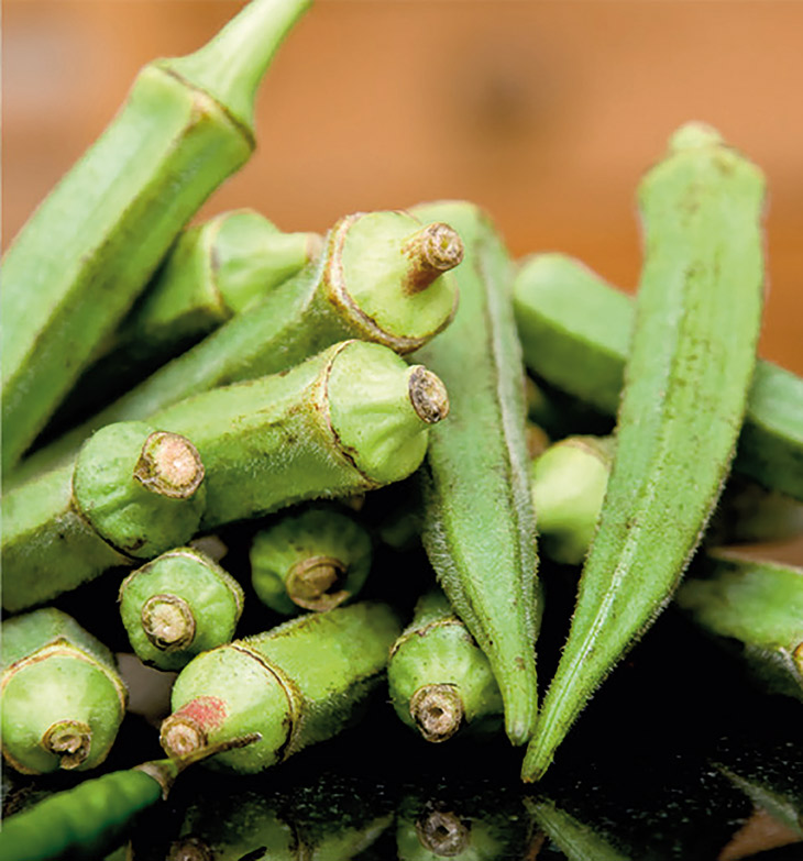 GOMBO GARIBAR F1 - Semences Conventionnelles | VOLTZ Maraîchage