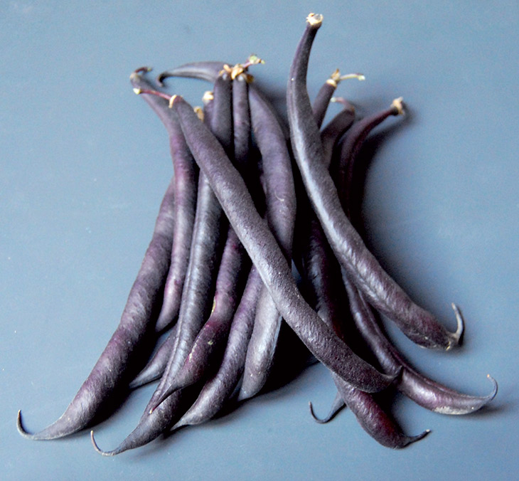 HARICOT PURPLE QUEEN - Semences BIO | VOLTZ Maraîchage