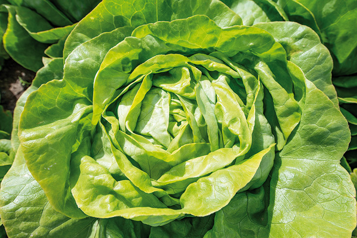 LAITUE VICARY - Semences BIO | VOLTZ Maraîchage